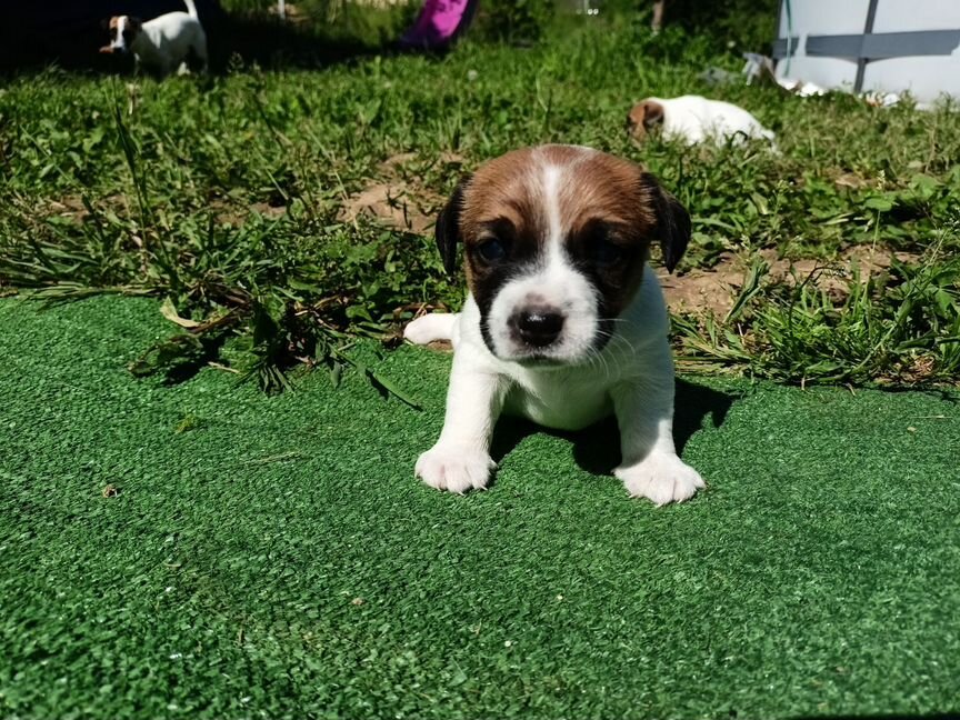 Продам щенков