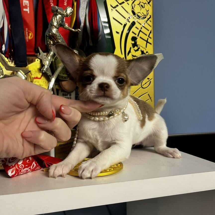 Чихуахуа мини