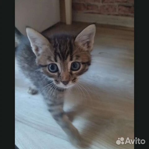 Бесстрашный полосатый котик в добрые руки