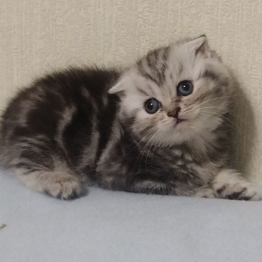 Шотландская