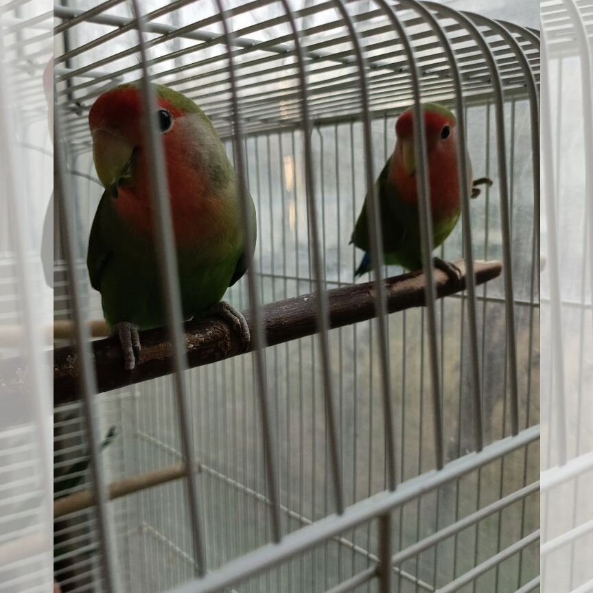 Попугаи неразлучники