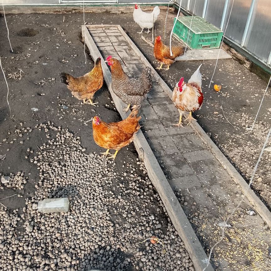 Куры несушки10 месяц