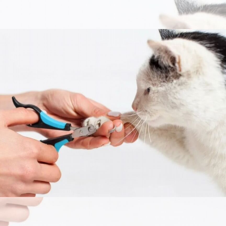 Стрижка когтей