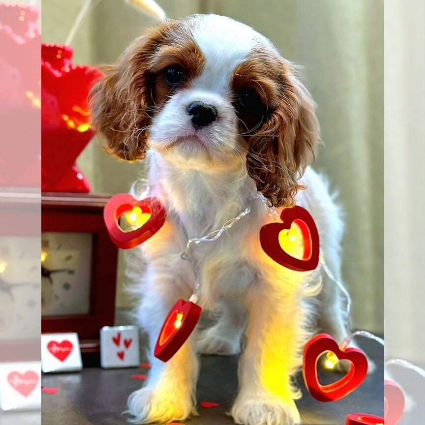 Кавалер кинг-чарльз-спаниель, щенок