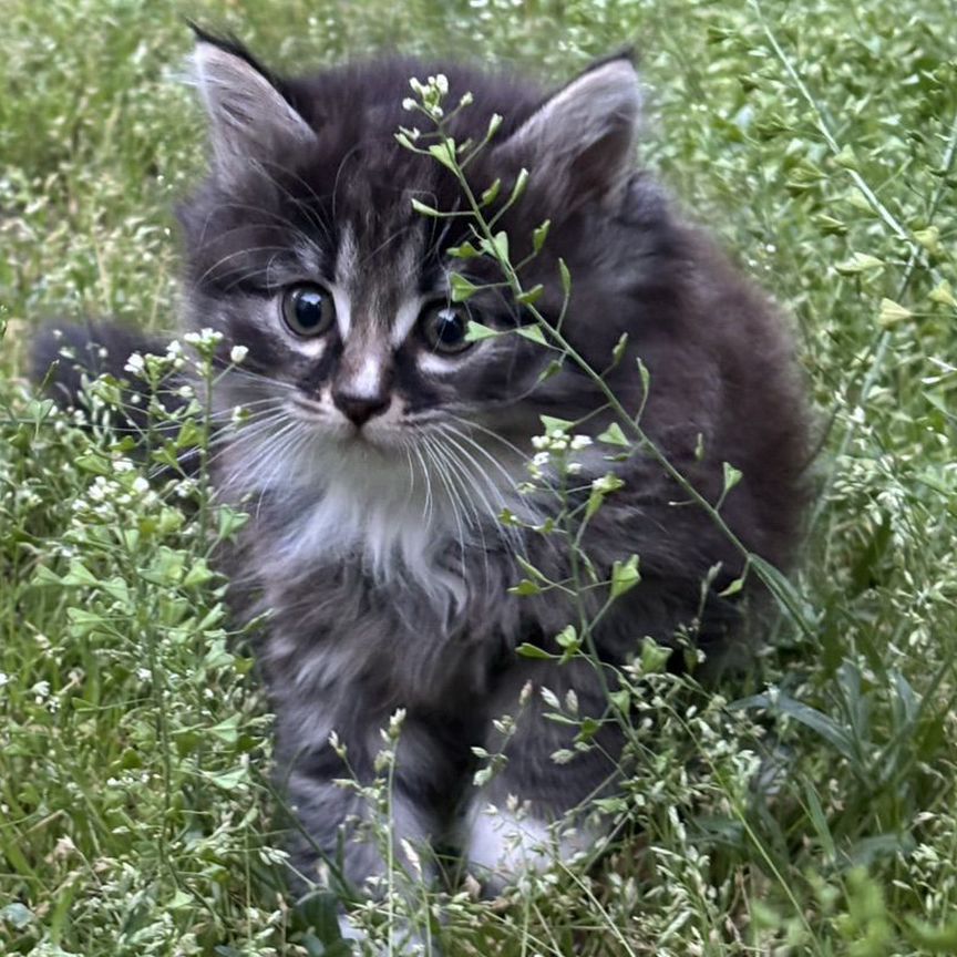 Отдам котят