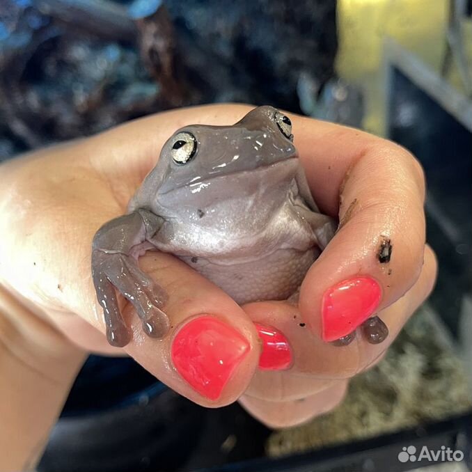 Лягушка Литория