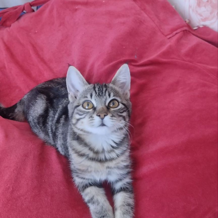 Шпротинка Тигруся