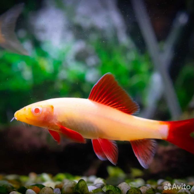 Лабео Зелёный (Альбино) (M) (арт 2031)