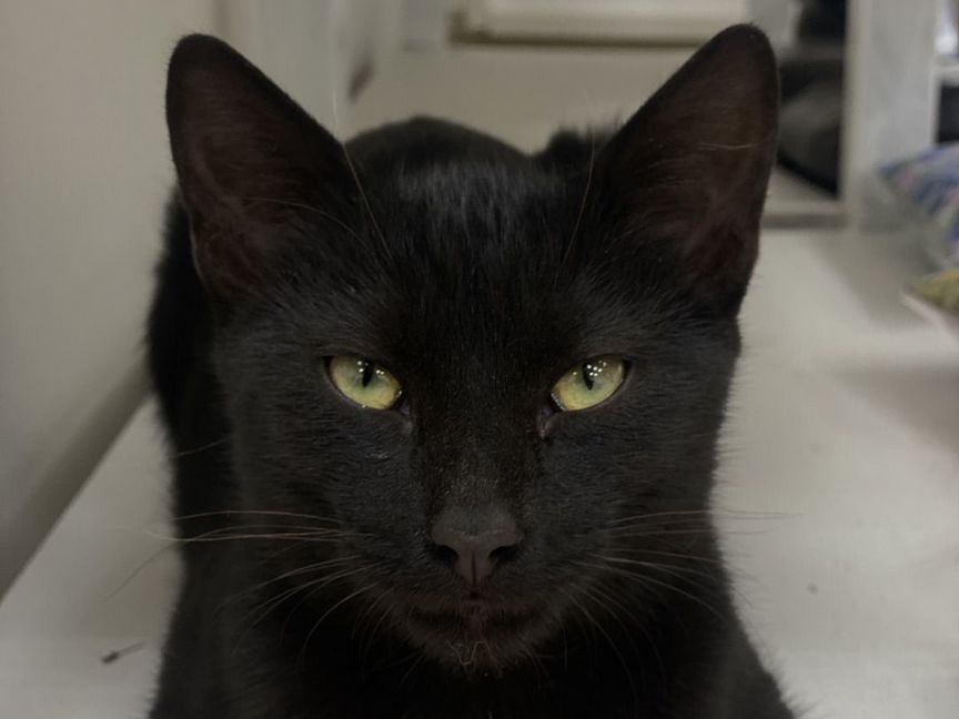 Черный кот