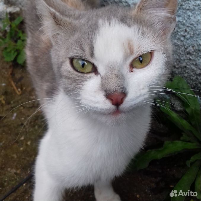 Помогите спасти кошку