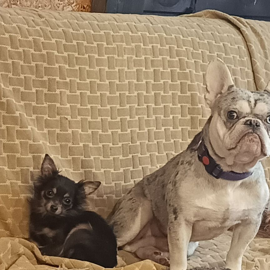 Чихуахуа, щенок