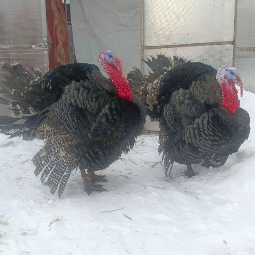 Индюк,Бронза-708,Картье Франция