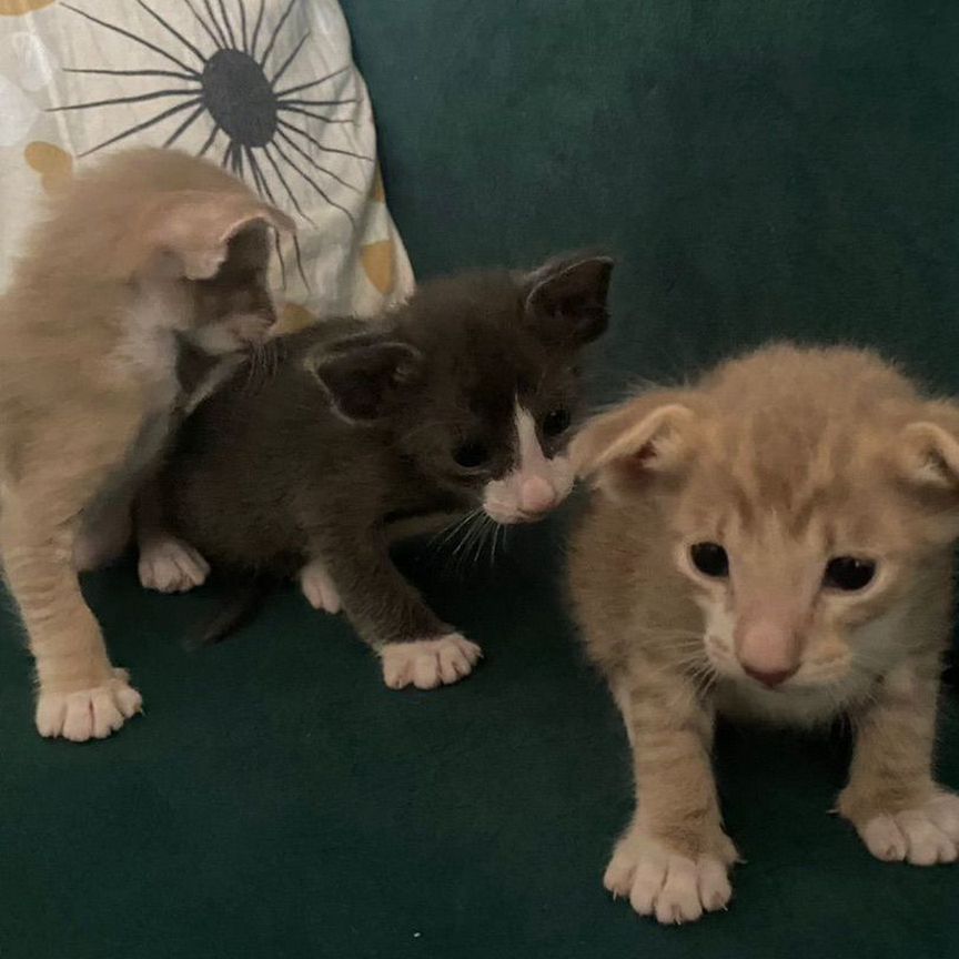 Котята ориентал