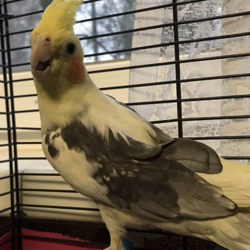 Попугай корелла мальчик