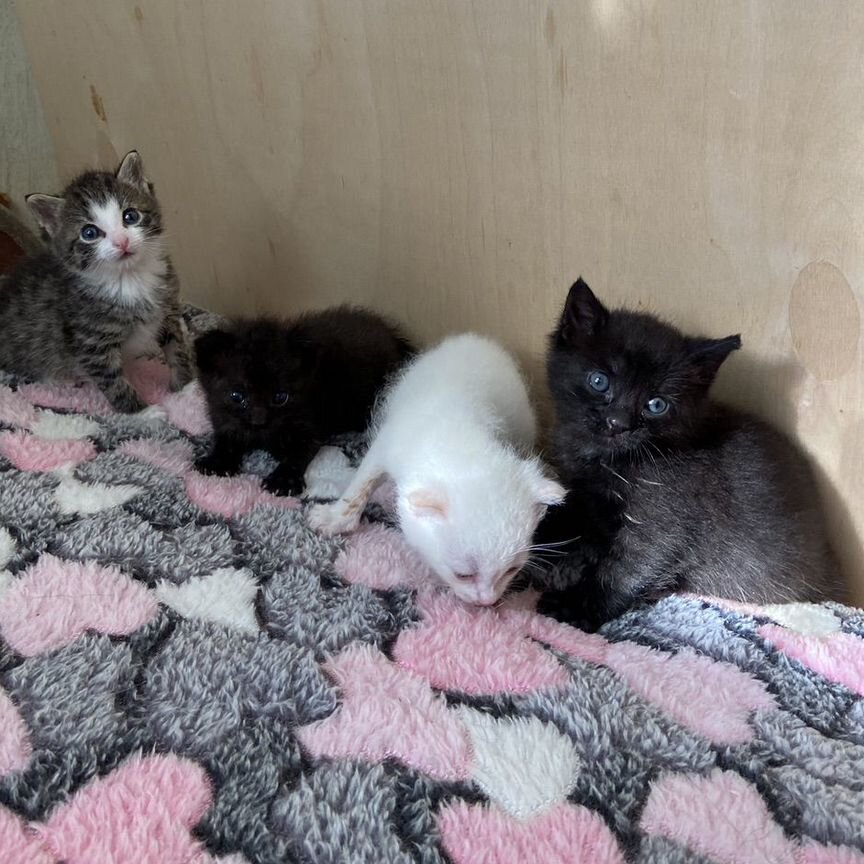 Котята в добрые руки