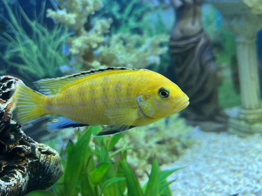 Лабидохромес еллоу