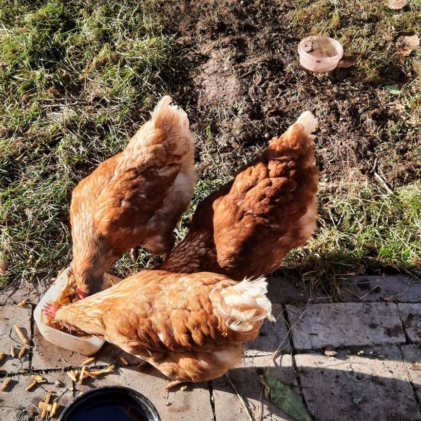 Куры несушки возраст 300 дн