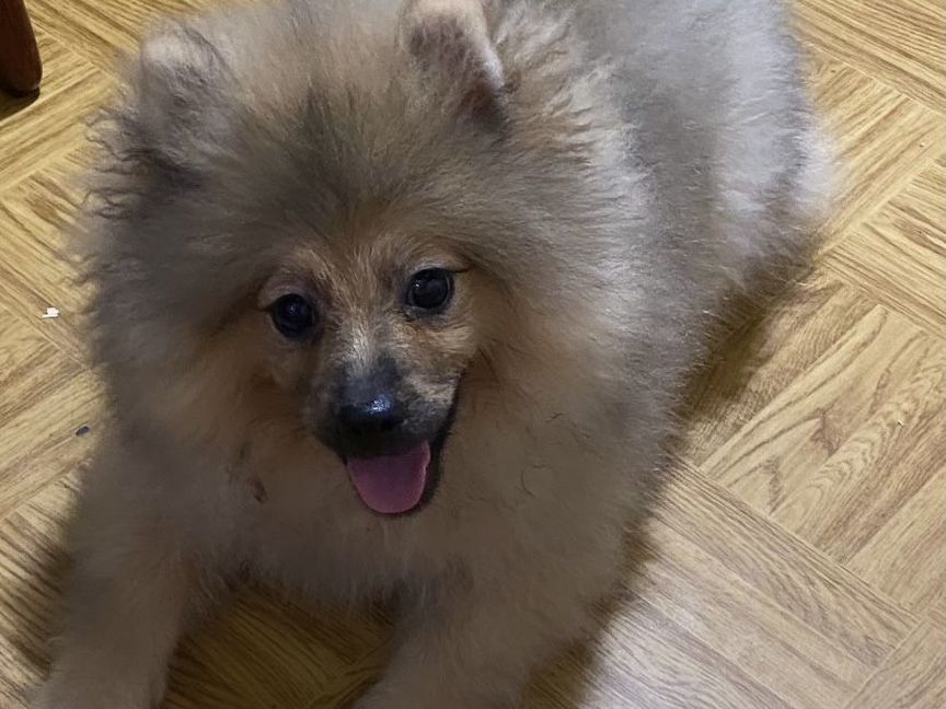 Померанский шпиц медвежьего типа