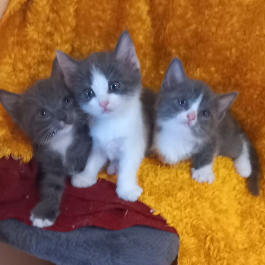 Котята русская голубая