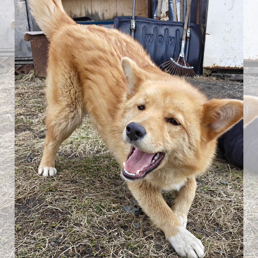 Щенок в добрые руки