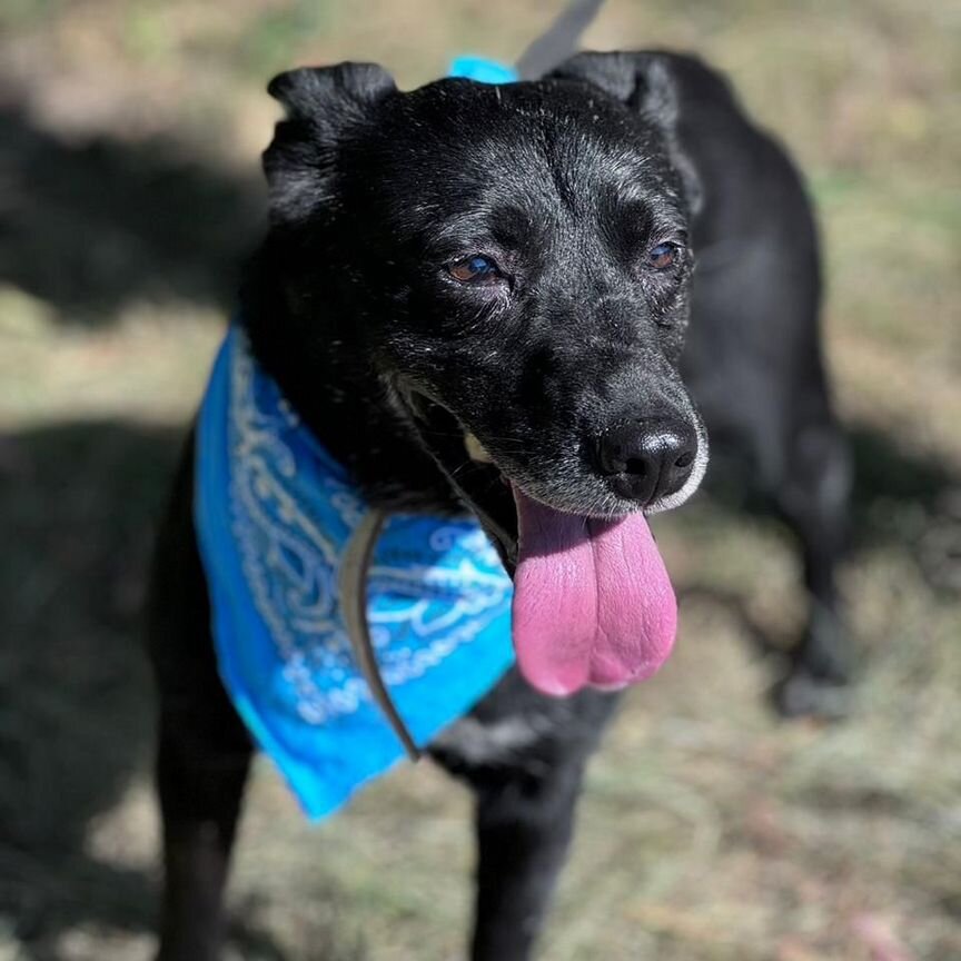 Собака в добрые руки