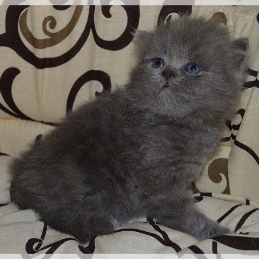 Шотландский прямоухий короткошёрстный котёнок