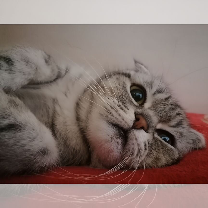 Шотландская вислоухая короткошёрстная кошка, взрослая