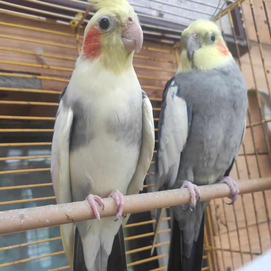 Попугай корелла с клеткой