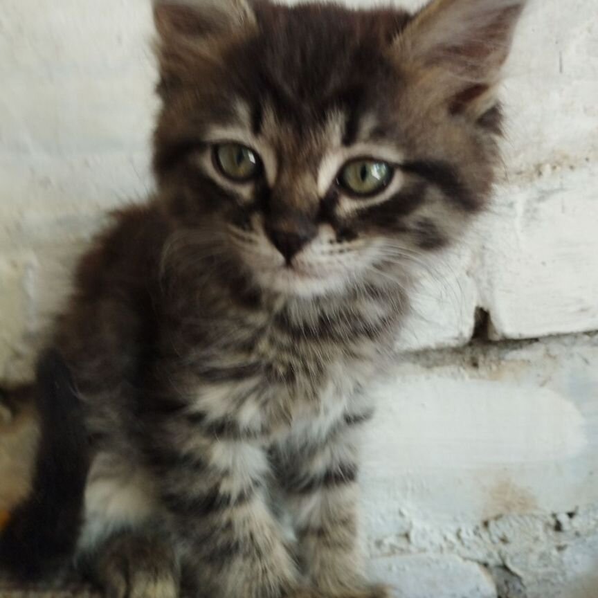 Котики в добрые руки