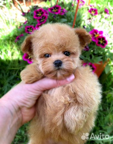 Мальтипу. Тикап. Миниатюрная крошка