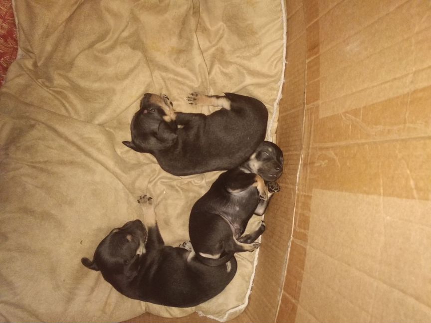 Маленькая собака