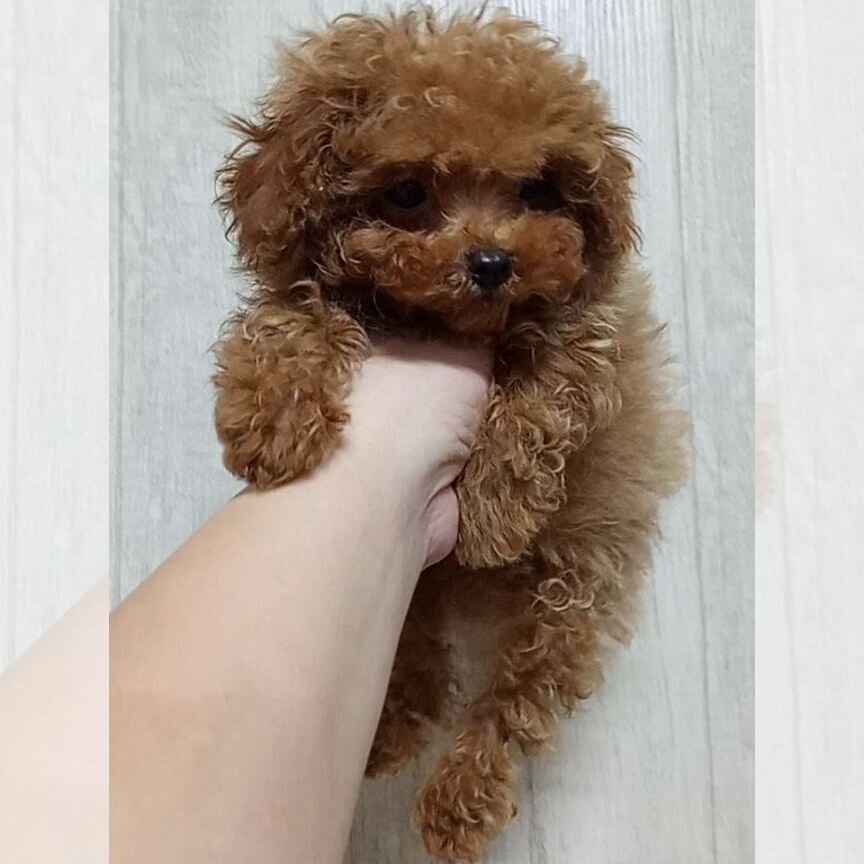 Мальтипу, щенок