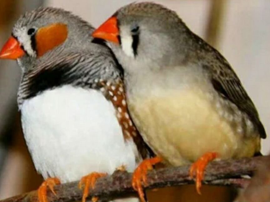 Зебровые амадины