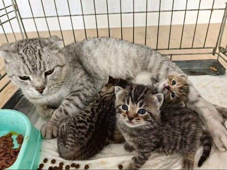 Вислоухие котята и кошка в добрые руки бронь
