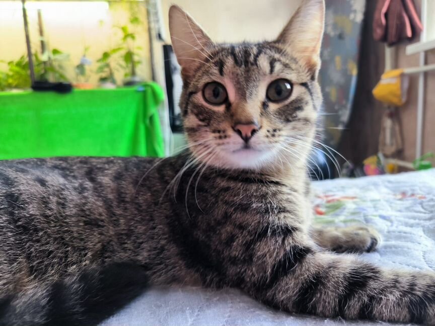 Котик - подросток Василёк