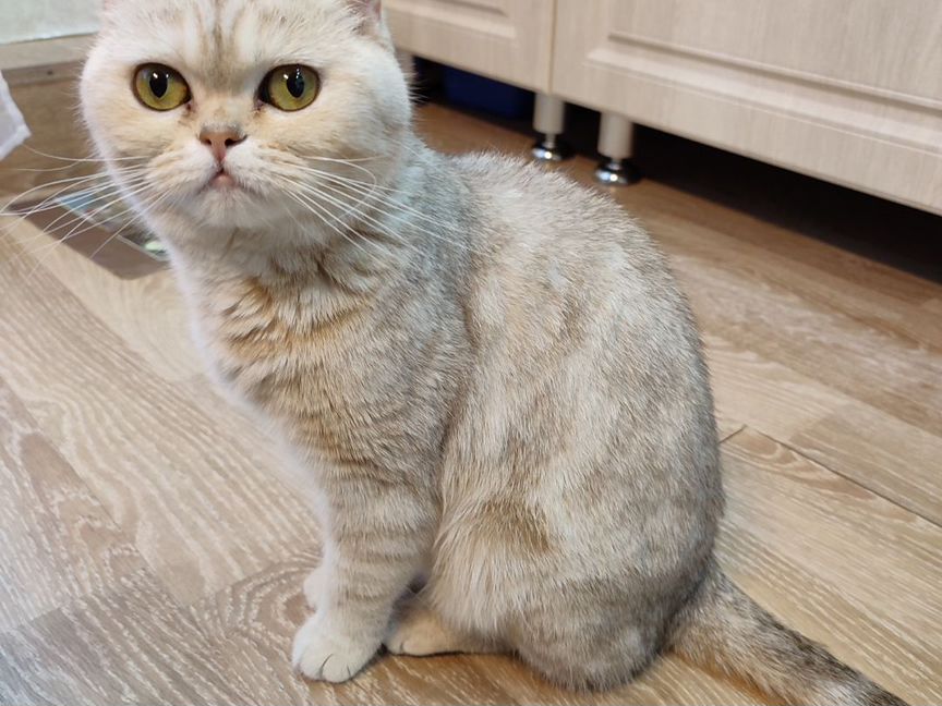 Кошка