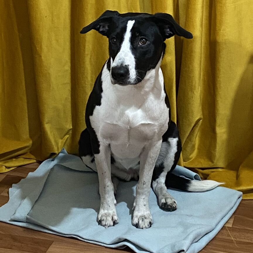 Американский питбультерьер, щенок