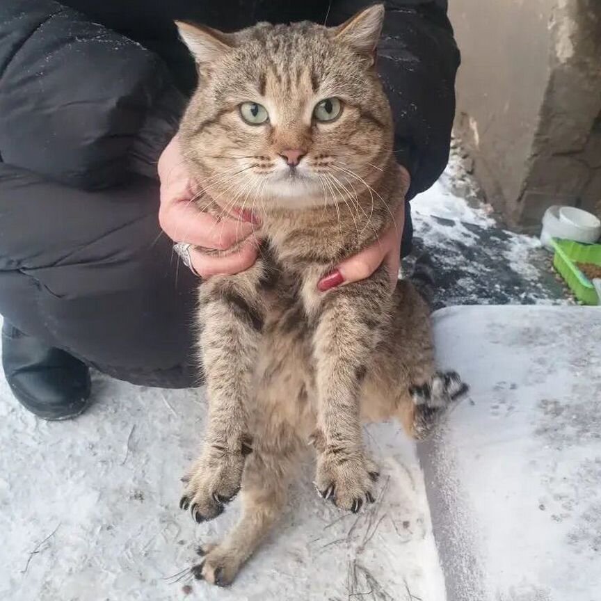 Взрослый кот в добрые руки