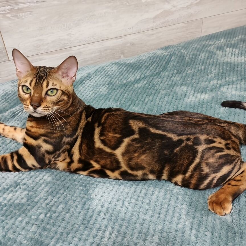Бенгальская, взрослая кошка