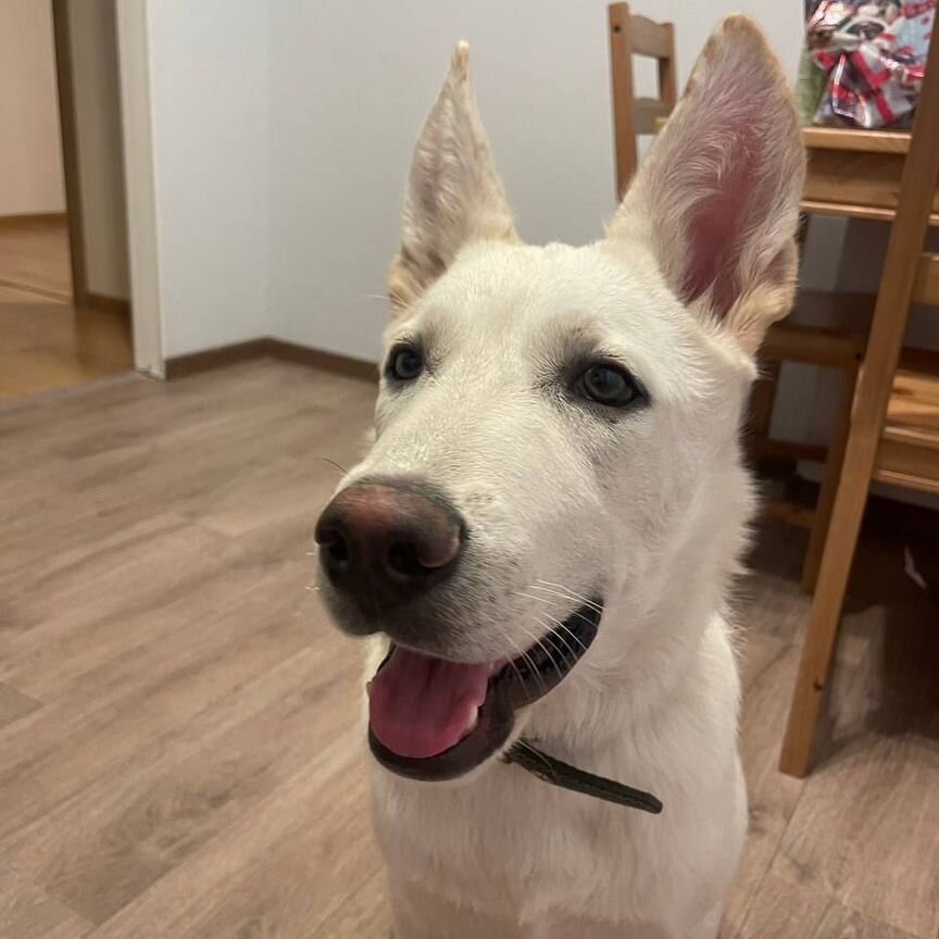 Собака в добрые руки