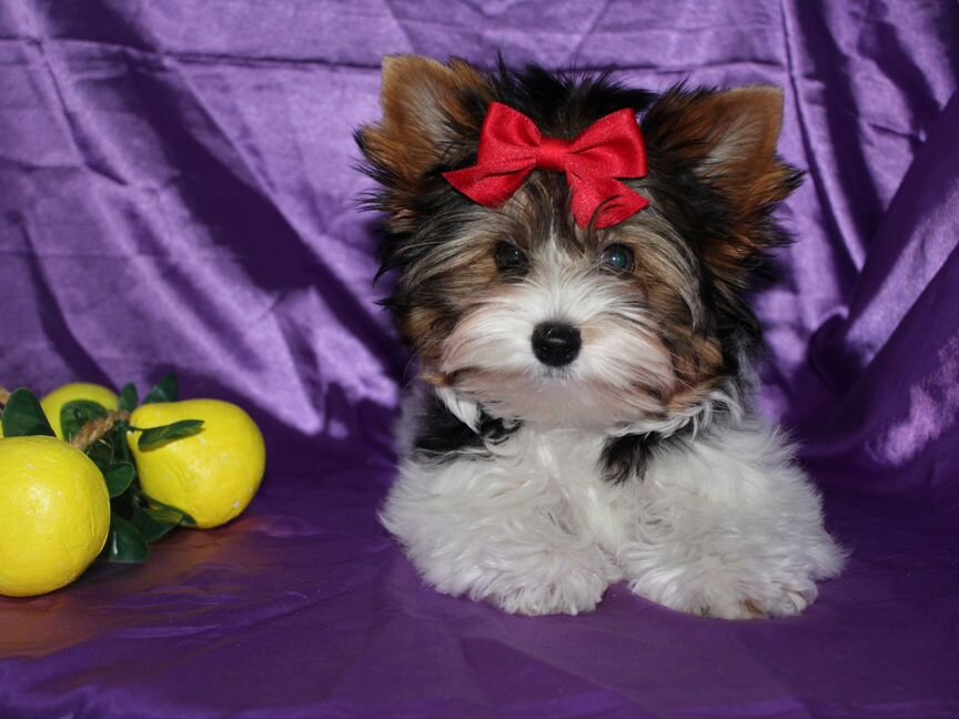 Красотка биверушка