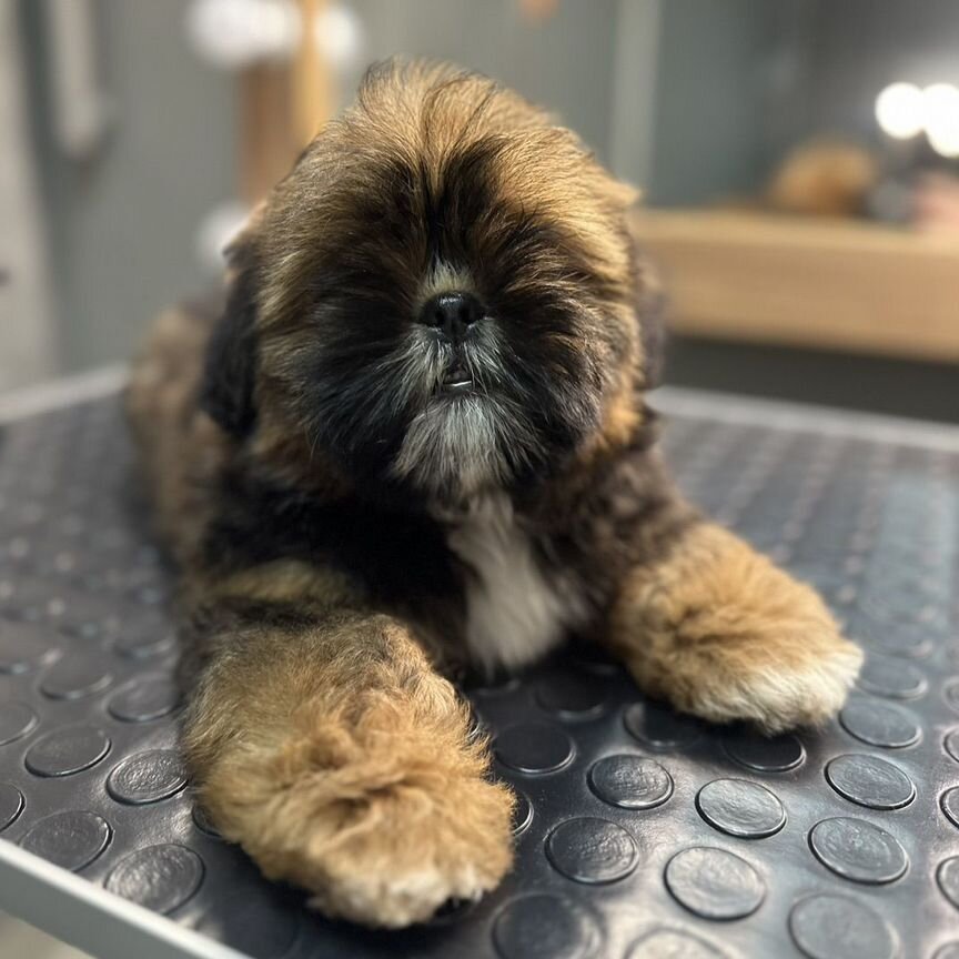 Шит цу мини и стандарт