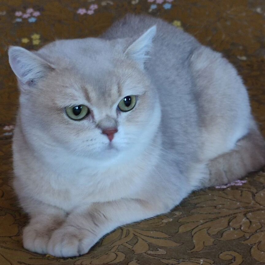 Крембрюлешка