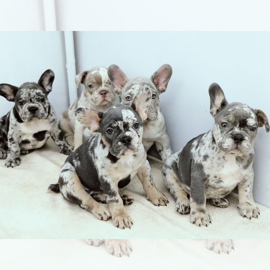 Французский бульдог, щенок