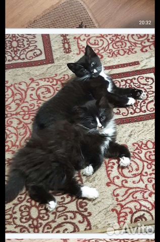 Котята мальчик и девочка здоровые 3 мес