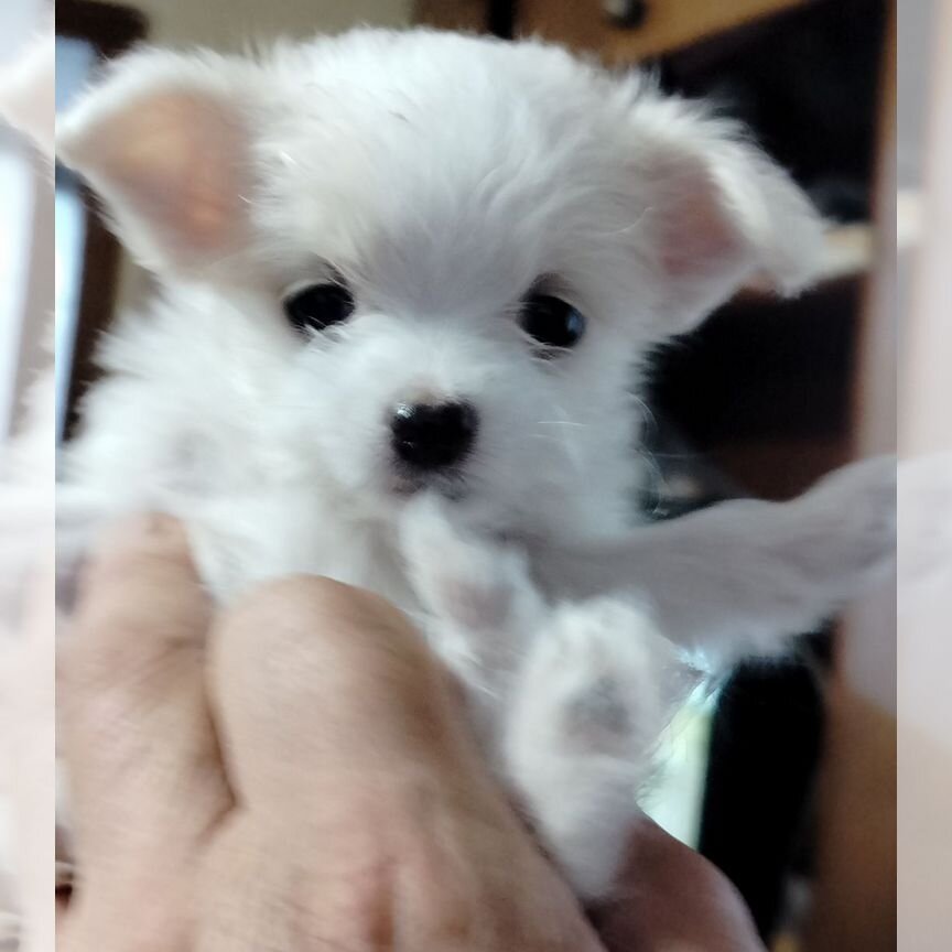 Щеночки болонки