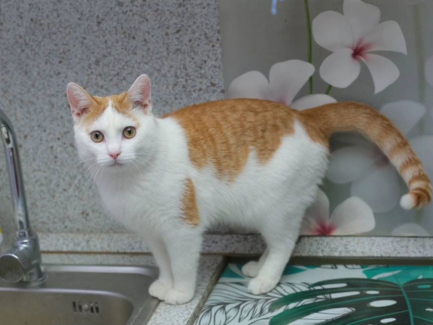 Васюша (кот, 1,5 года)