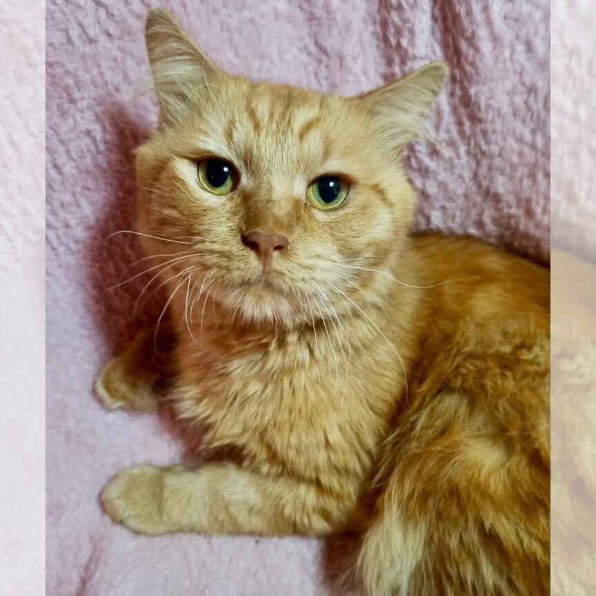 Котик Саймон