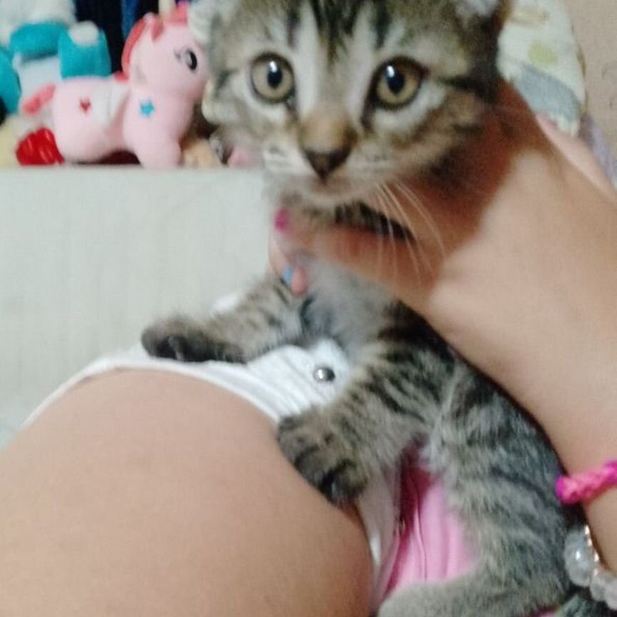 Котята вислоухие метисы