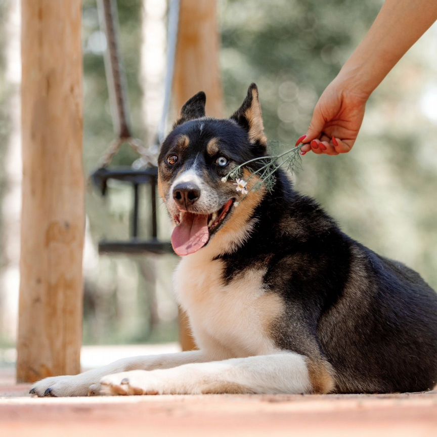 Кокос ищет дом